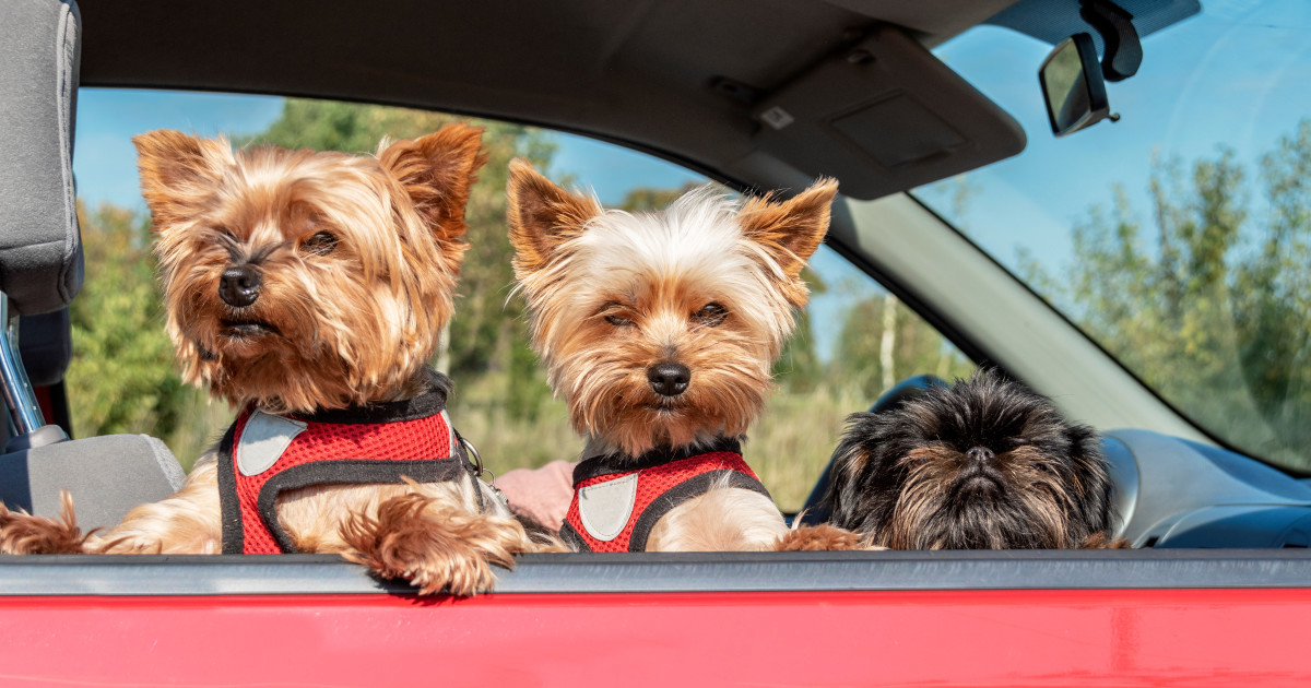 Yorkies Take Field Trip to McDonalds in Most Adorable Fast-Food Run ...
