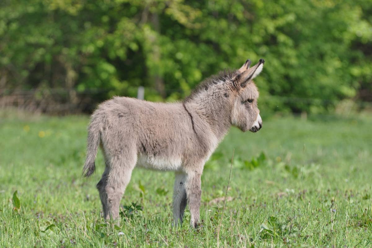 Baby Donkey Sweetly Waking Up From Nap Is Giving People the Feels ...