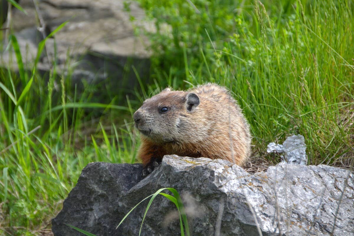 Beaver Who ‘Sounds Like a Grumpy Toddler' Is Stealing Hearts Everywhere ...