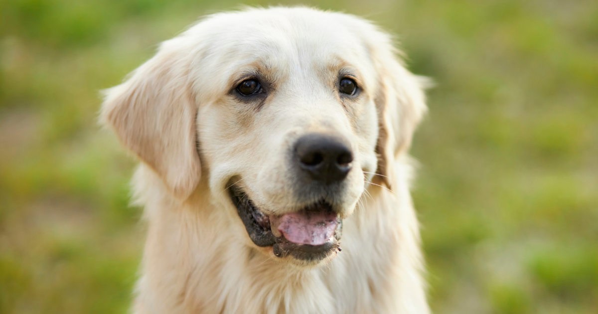 English Cream Golden Retrievers Race to Get On the Dog Bus & It’s So ...