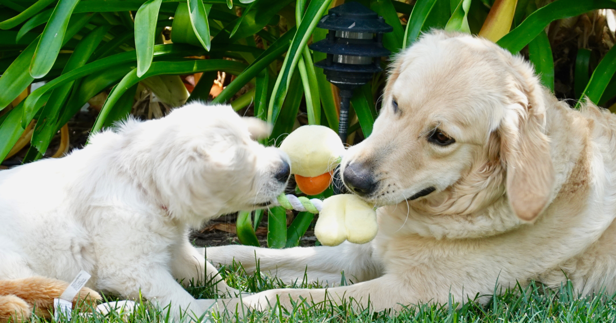 English Cream Golden Retriever’s Gray Life Turns to Color After Mom ...