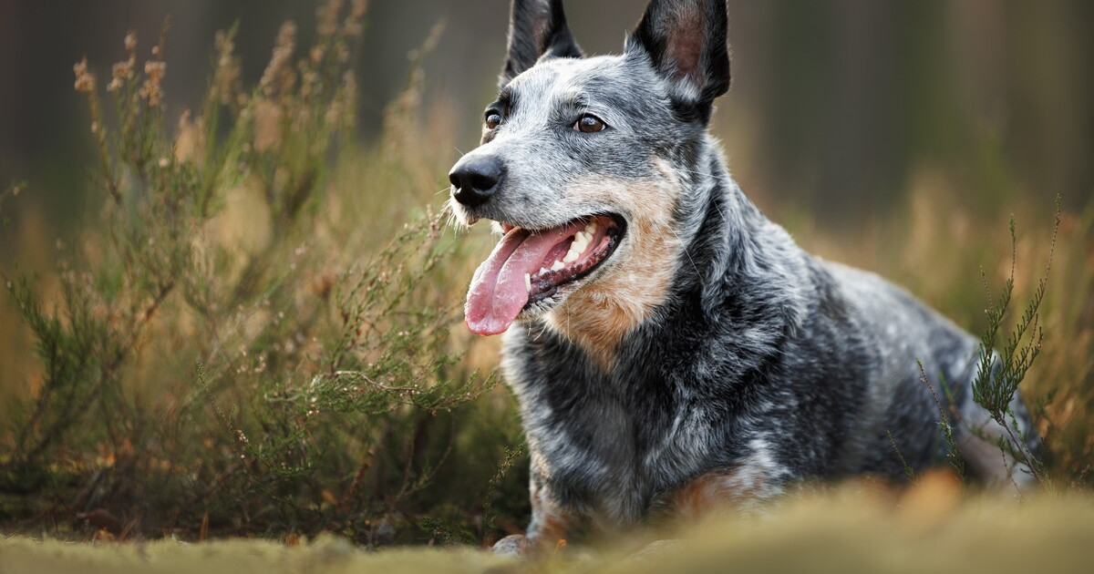Goats’ Stunned Reactions To Canine Sibling’s ‘Sheepdog’ Costume Are ...
