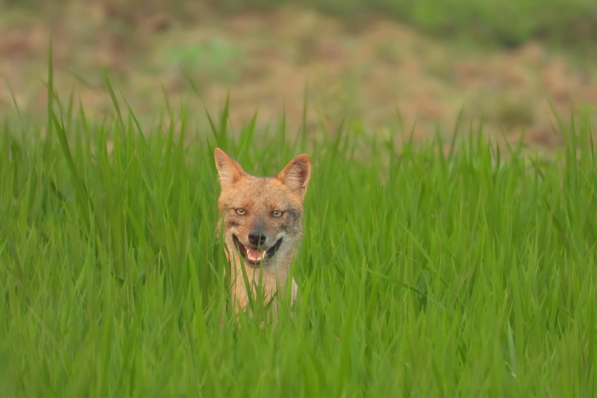 Friendly Coyote Lets Man Handfeed Him and People Are Shook - PetHelpful