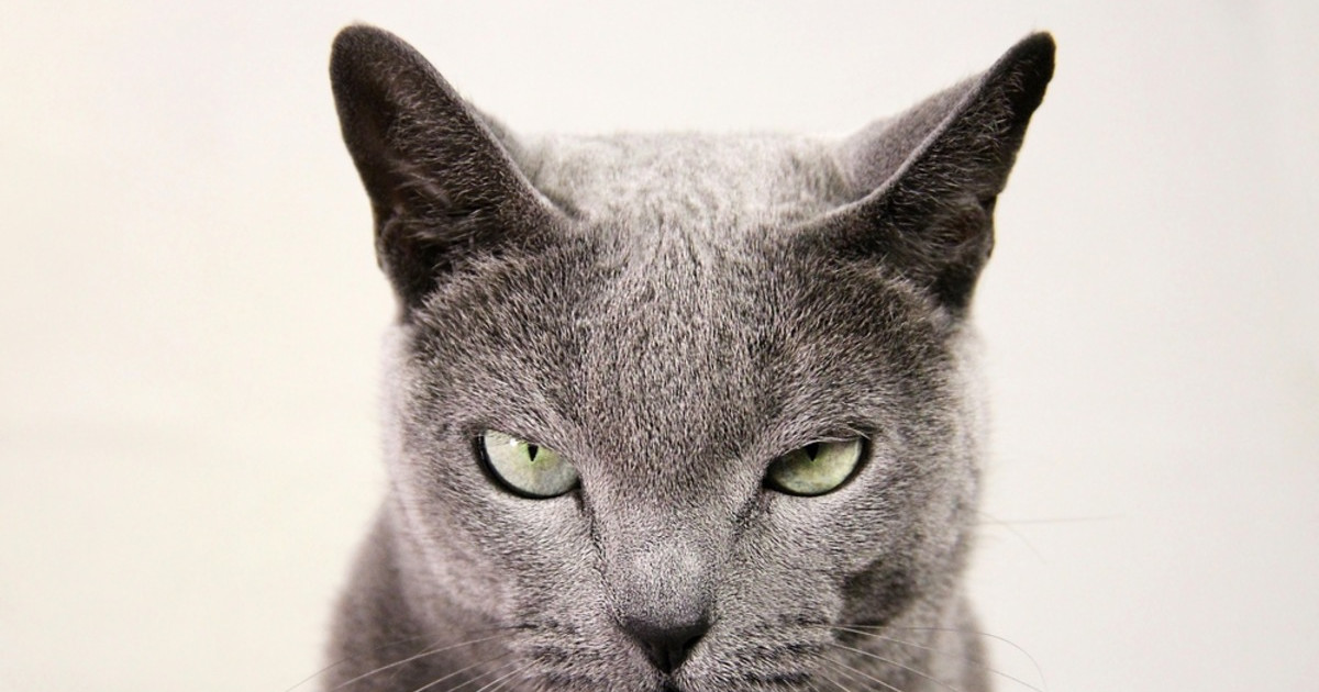 Cat Voicing Disapproval Over Being Forced to Go Home During Walk Is a Whole Mood - PetHelpful