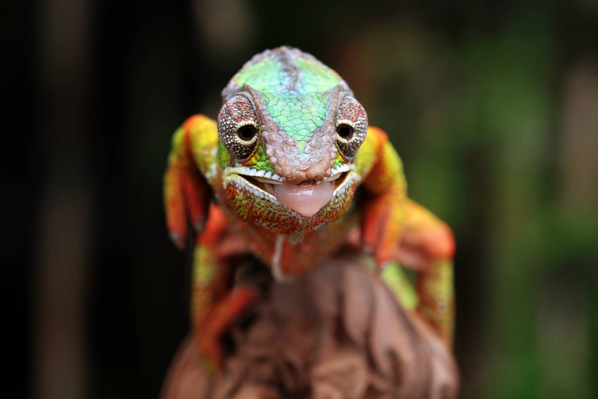 Chameleon Dancing to Drake Is Such a Vibe - PetHelpful
