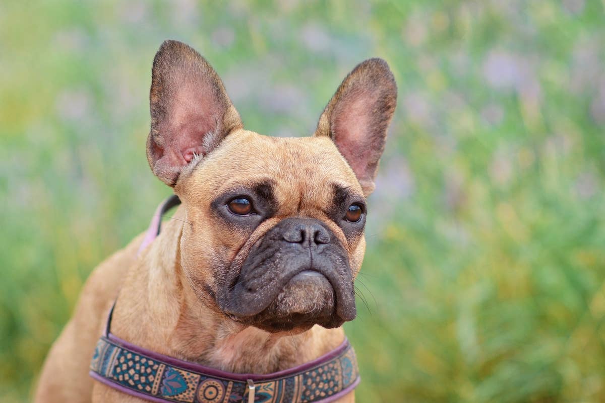 Brave French Bulldog 'Stands Up To' Giant Skeleton Lawn Decoration Like ...
