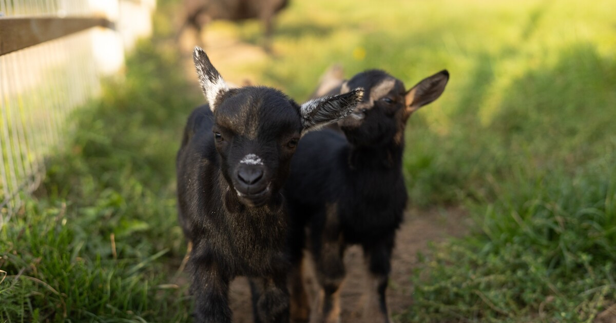Donkey and Cow Besties Watching Over Precious Goat Babies Is the Cutest ...