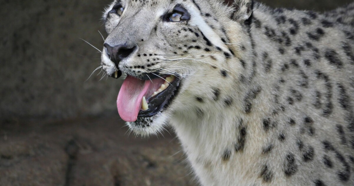 Playful Snow Leopard’s Silly Pumpkin Shenanigans Are Totally Adorable ...