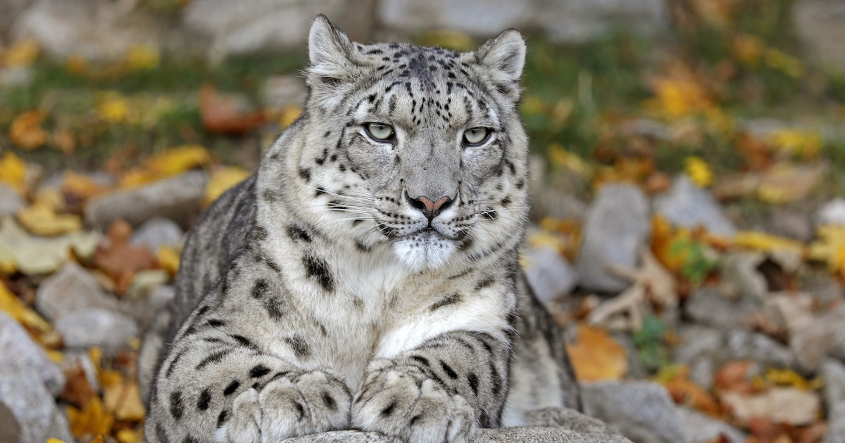 Snow Leopard's 'Love-Hate Relationship' With a Pumpkin Leaves Her Both ...
