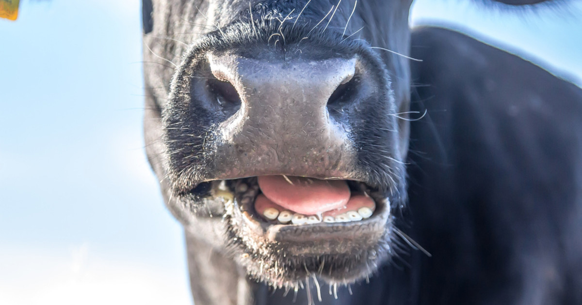 Reactions to Woman’s Joke About a Cow Chewing on Cud Are LOL Funny ...