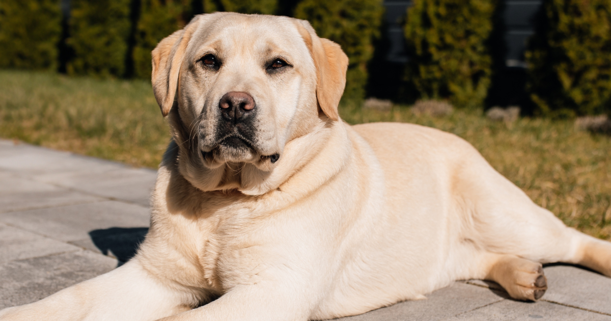 Labrador Retriever Fighting for His Life Against an Evil Weed Is an Absolute Riot - PetHelpful