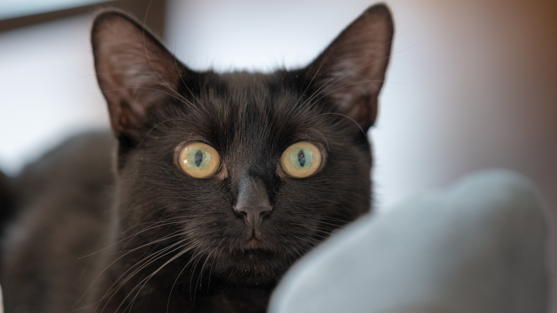 Black Cat Is Shook When Mom Plays Her a Diss Track - PetHelpful