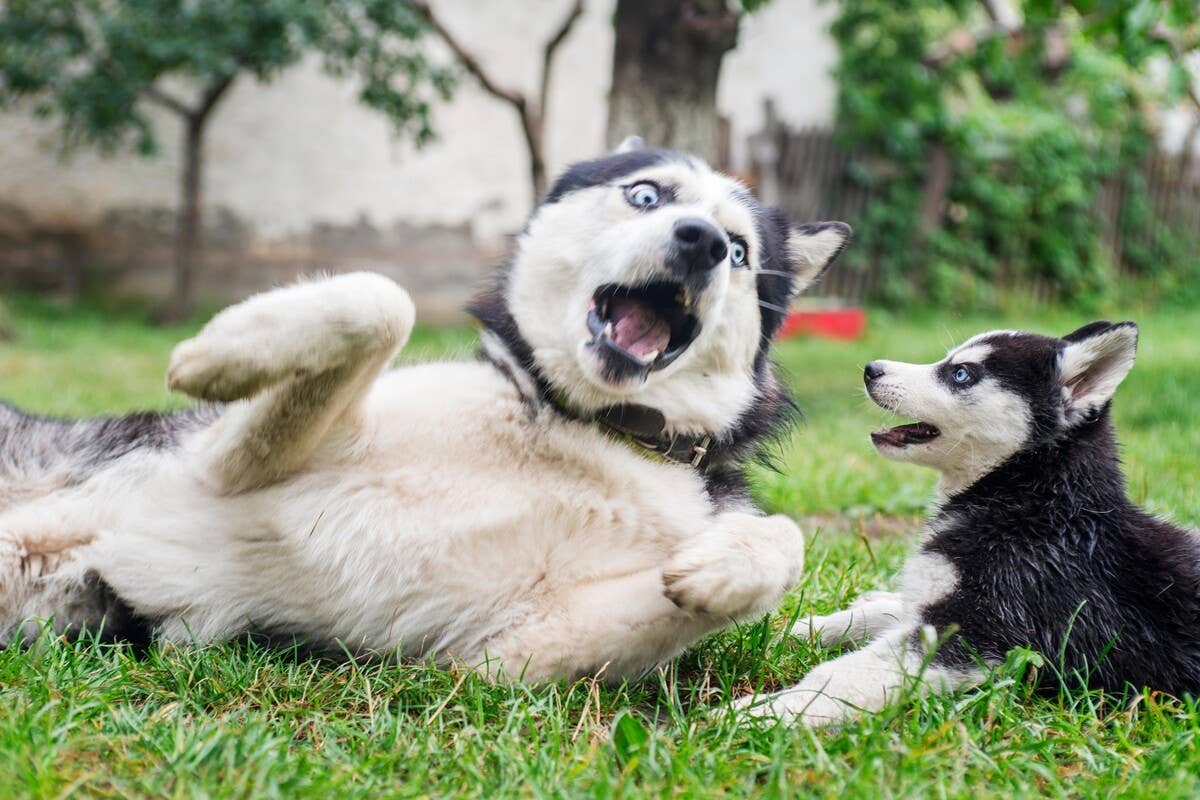 Husky Siblings Have Hilariously Over-the-Top Reaction When UPS Man ...