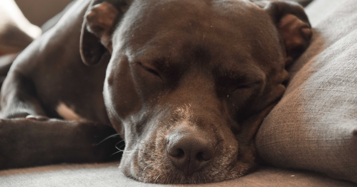 Woman's 'Aggressive' Dog Waking Up to Maintenance Is Too Funny - PetHelpful