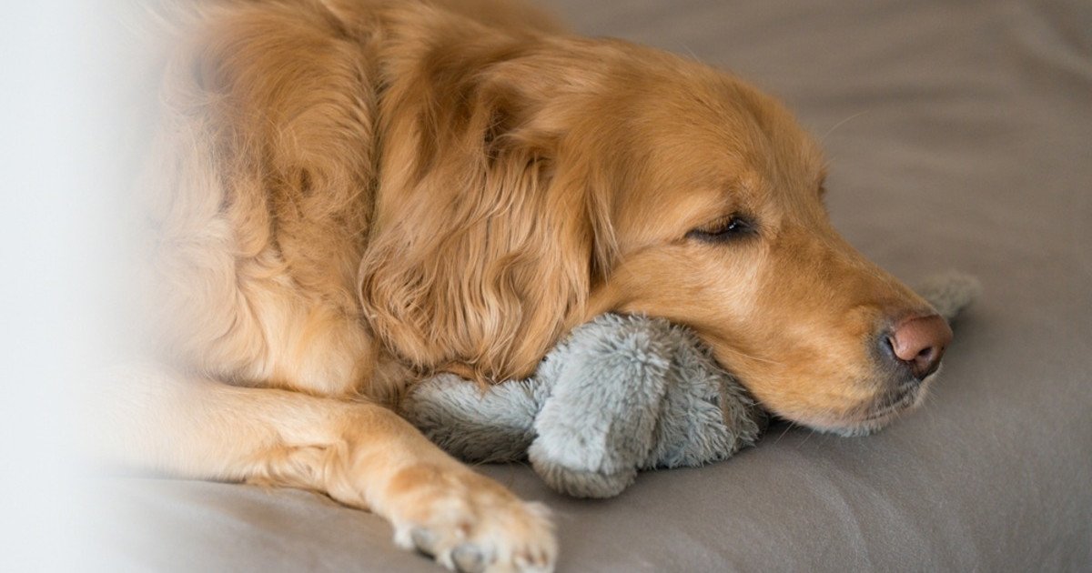 People Can’t Get Enough of Senior Golden Retriever Who Loves Bringing ...