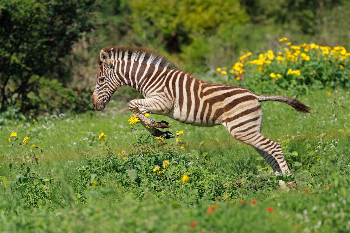 Runaway Zebra Who 'Does a Front Flip' Over the Fence Has to be Seen to ...