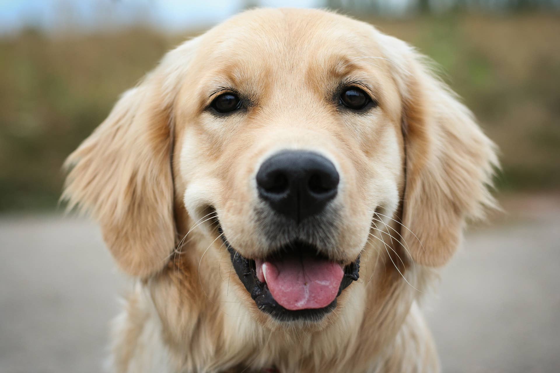 Golden Retriever Smiles From Ear to Ear After Spending Day With His ...