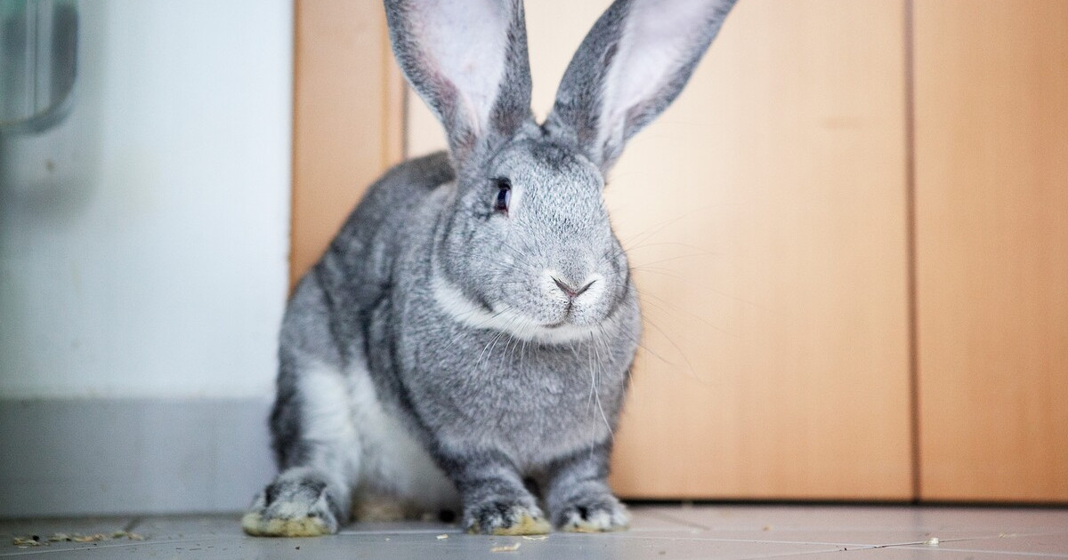 Massive 'Free-Roaming' Rabbit Lives the Sweetest, Best Life With His ...