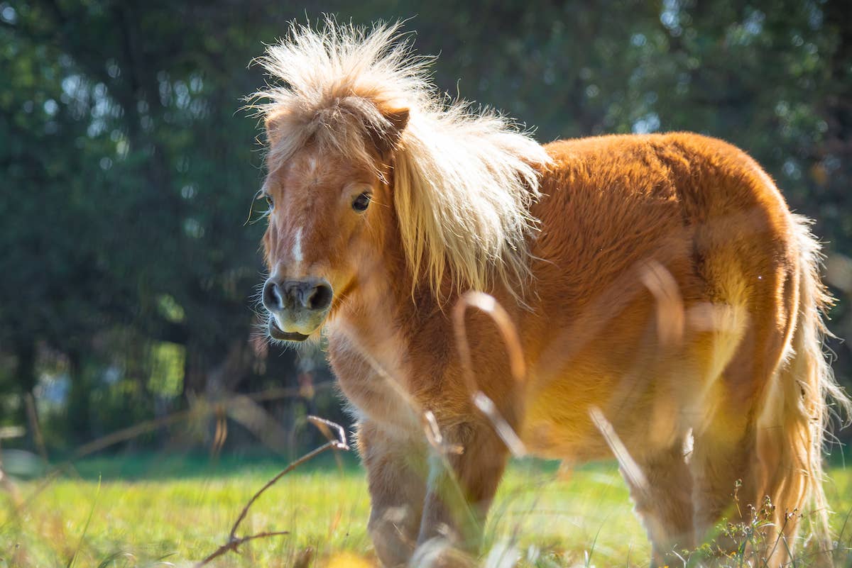 Naughty Mini Pony Annoying His Patient Horse Friend Is Giving Toddler ...