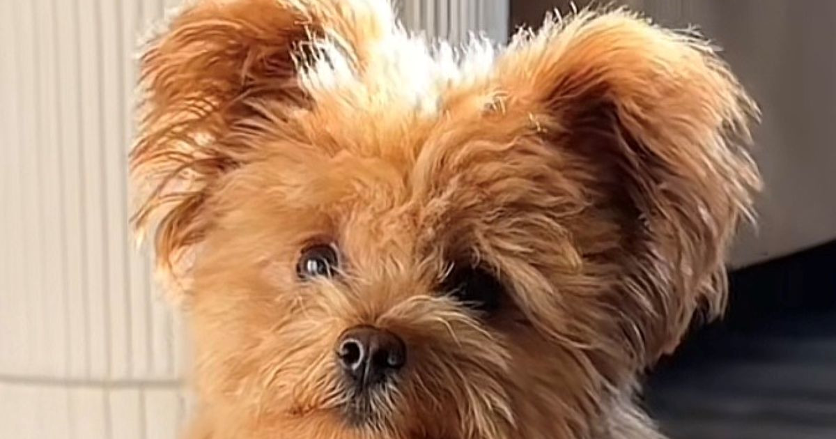 Precious Pomapoo Puppy Looks Like She Crawled Off the Shelf of Build-a ...