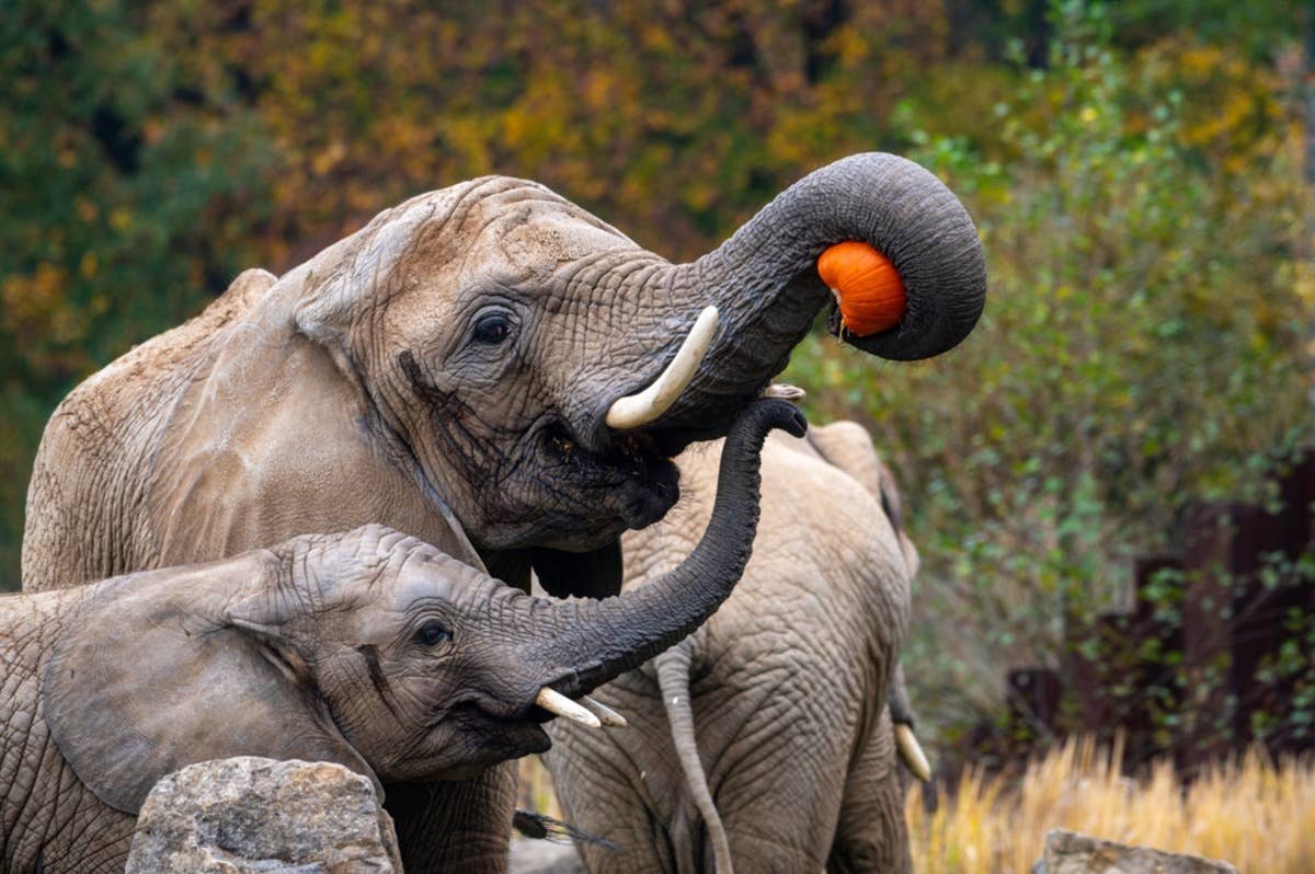 Oregon Zoo Shows off Animals Crushing Open Huge Pumpkins to Enjoy ...