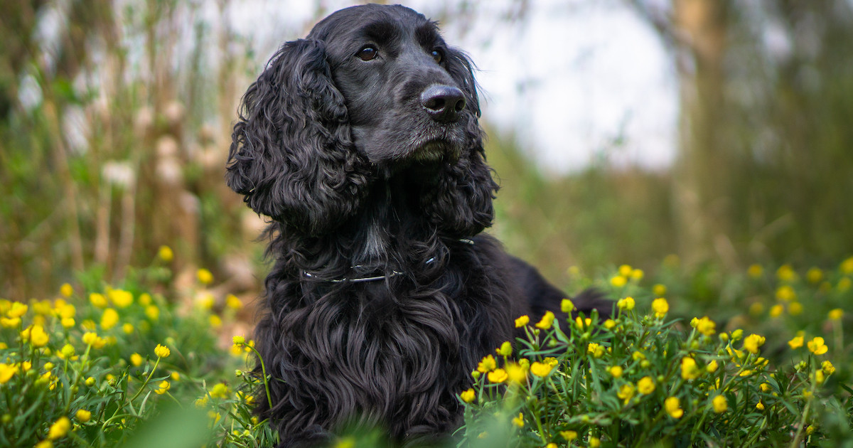 Prince William's Cocker Spaniel Makes TV Debut In Eugene Levy's 'The ...