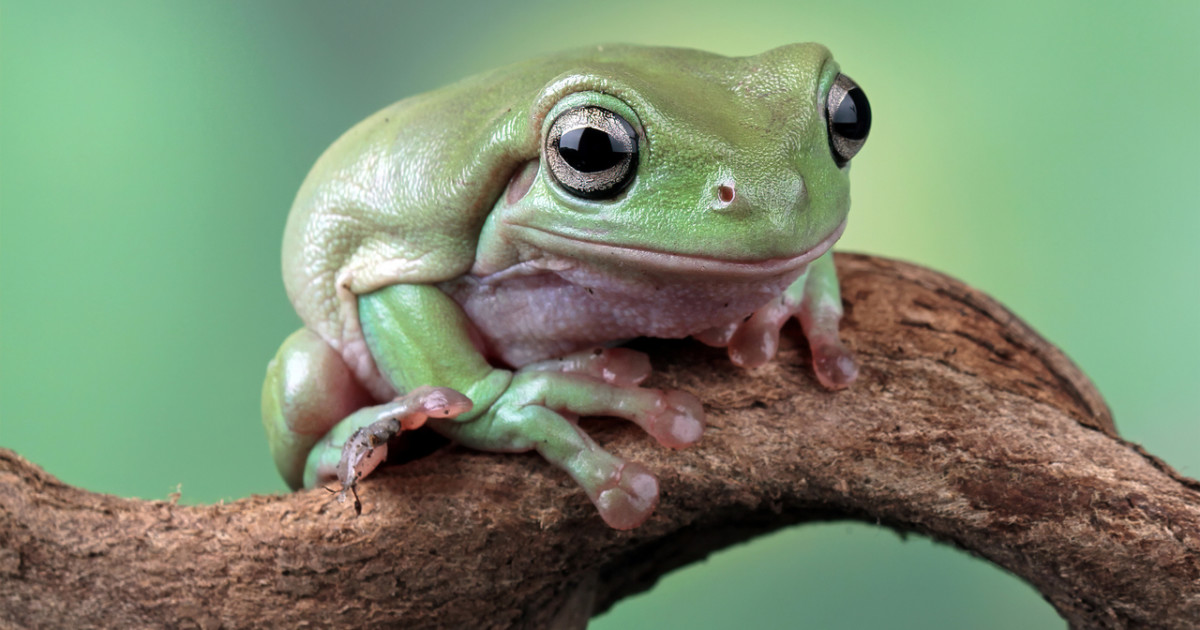 200+ Pet Frog Names That'll Make You Jump with Joy - PetHelpful