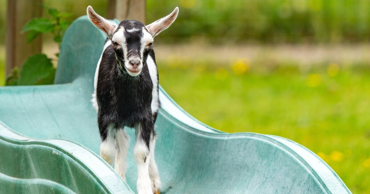 Tiny, Precious Goat’s Struggle To Figure Out How To Play on the Slide ...