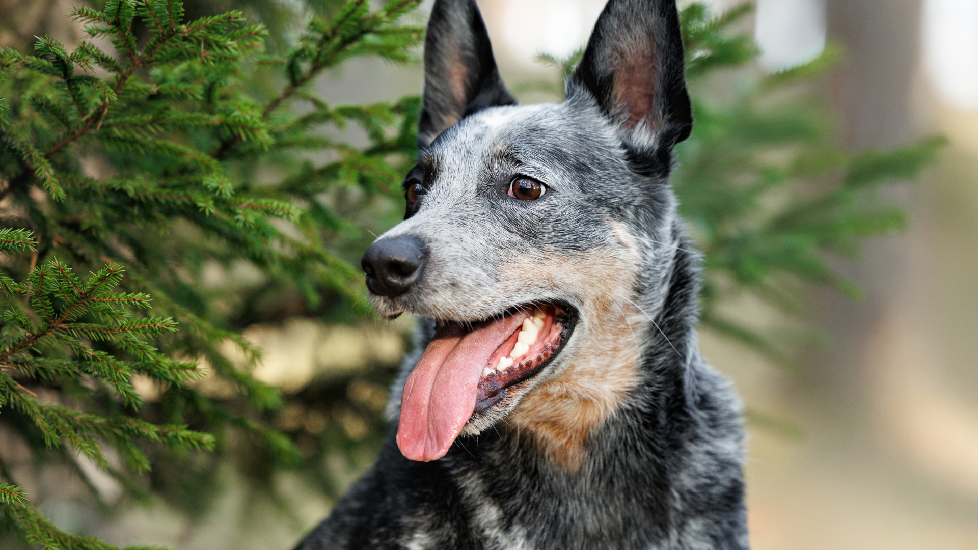 Cat Decal on Car Has Australian Cattle Dog Mix Seriously Fooled ...
