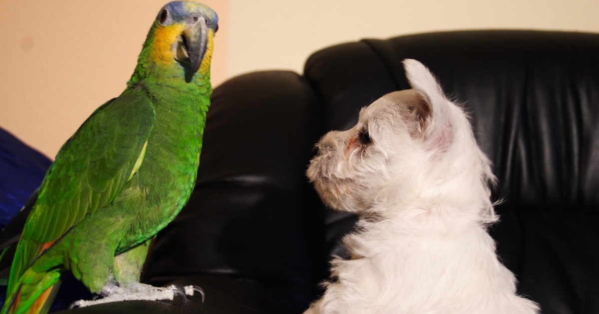 Sneaky Parrot Uses the Dog as His Butler and It's Hilarious - PetHelpful