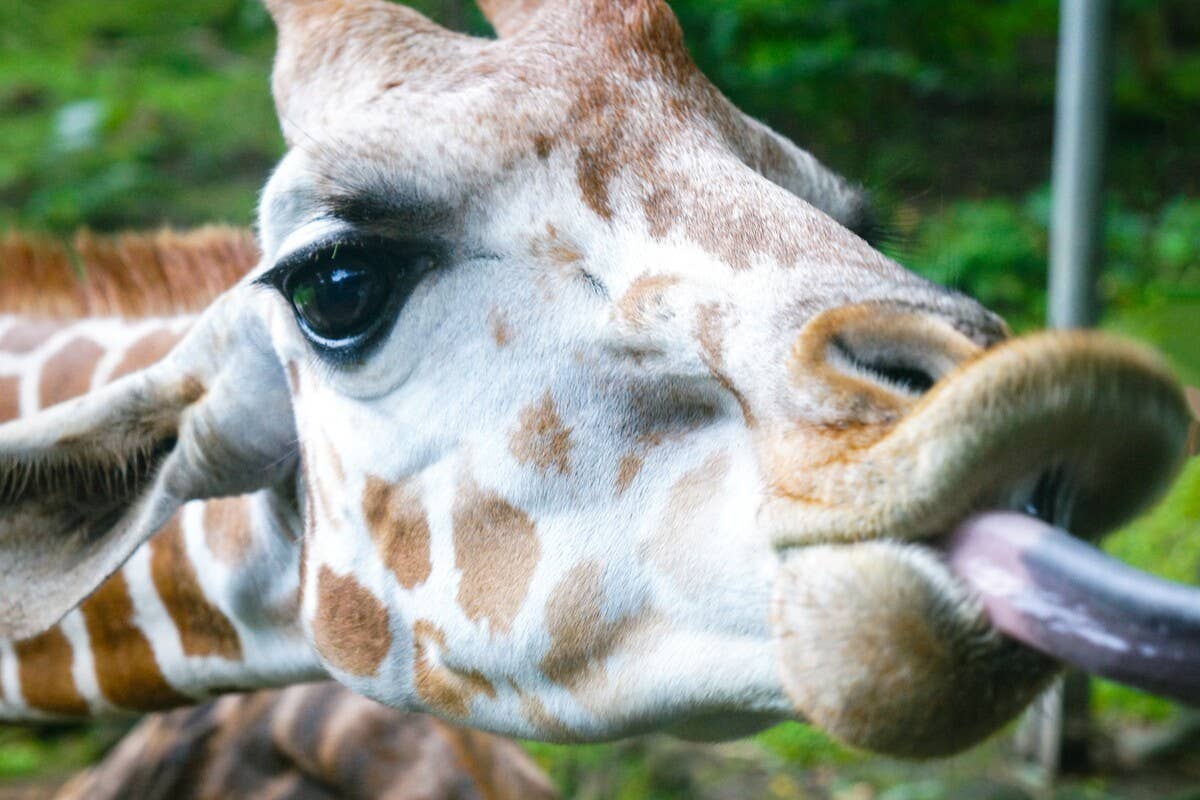 Silly Giraffe Licking Raindrops As They Fall Is Totally Precious ...