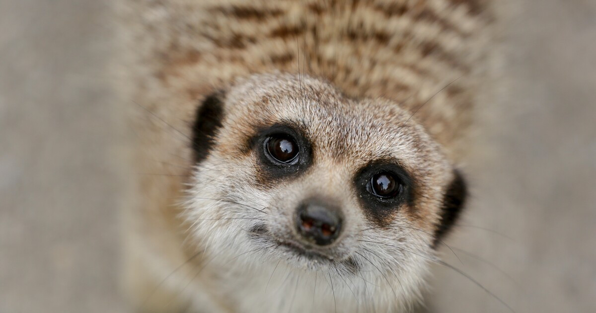 Meerkat Playing With Ginormous, Lifelike Tiger Stuffy Is Total Cuteness ...