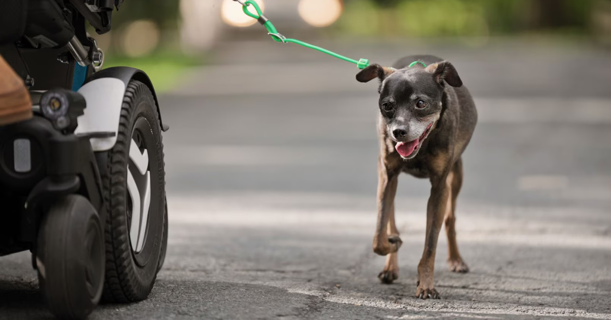 Chewy Claus Returns to Grant Pets’ Holiday Wishes and Spread Joy ...