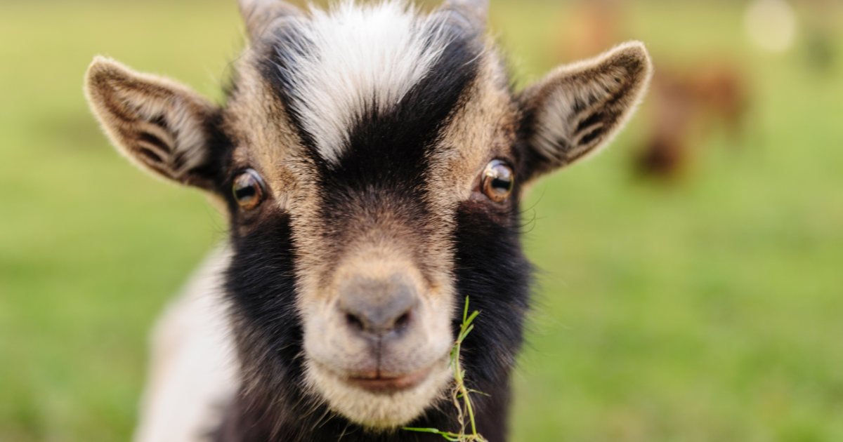Baby Goat Spending All Her Time With Her Bffs in the Chicken Coop Is ...