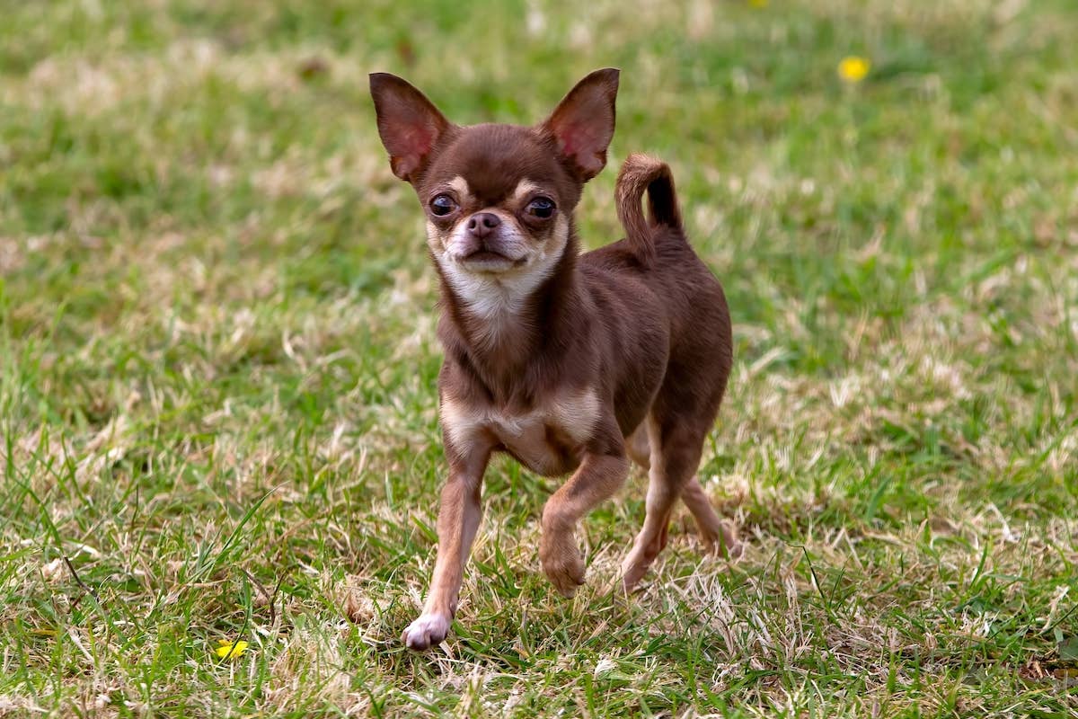 Sleepy Chihuahua's Tiny Naptime Howl Is Breaking the Internet - PetHelpful
