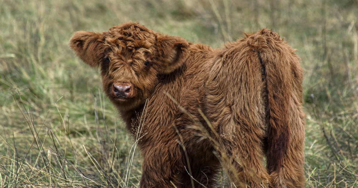 Moment Baby Highland Cows & Ponies Experience a Pasture for the First ...