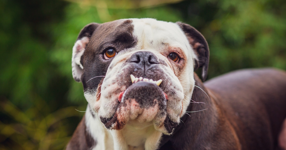 Sassy English Bulldog Throwing a Tantrum Over the Smallest Inconvenience Has Everyone Laughing ...