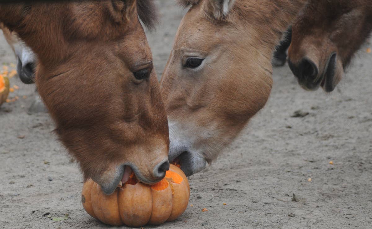 Excited Farm Animals Running to Get Whole Pumpkin Treats Are ...