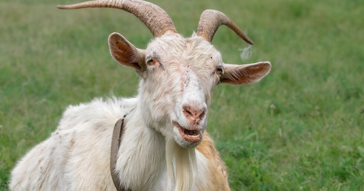 Senior Goat Cuddling With Farm Dog Bestie Will Warm Anyone’s Heart ...