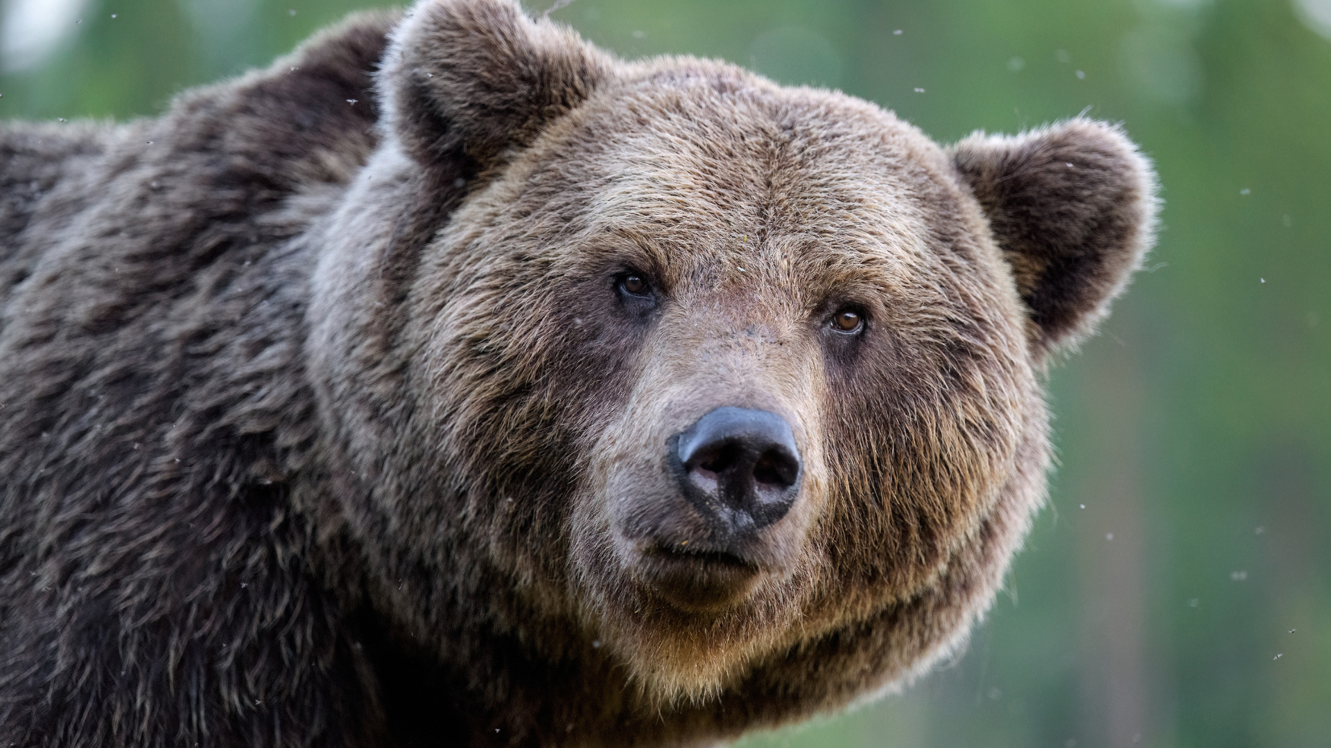 Nearly-Blind 40-Year-Old Bear Has Most Tender Reaction to Being Played ...