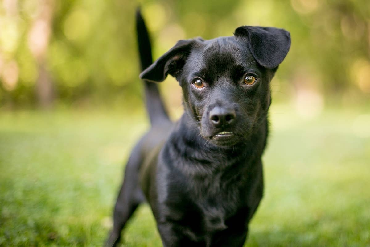 Nosy Chiweenie Salon Dog 'Using a Client As Leverage to Get to Mom' Is ...