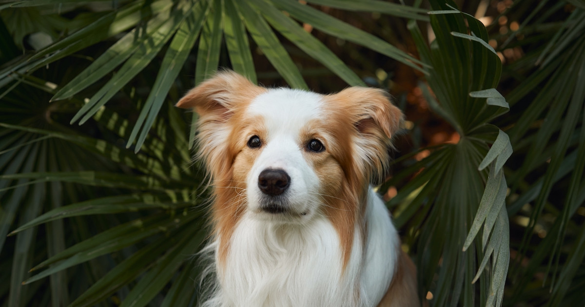 Stray Border Collie Mix Transforms From Terrified to Excited When ...