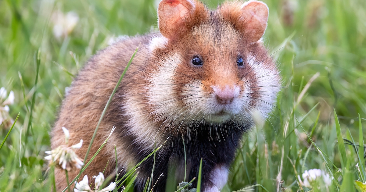 Wildlife Photographer's Encounter With Rare Wild Hamsters Has Everyone ...