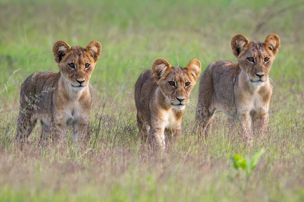 3-Month-Old Lion Cubs Make Their Public Debut at Denver Zoo - PetHelpful