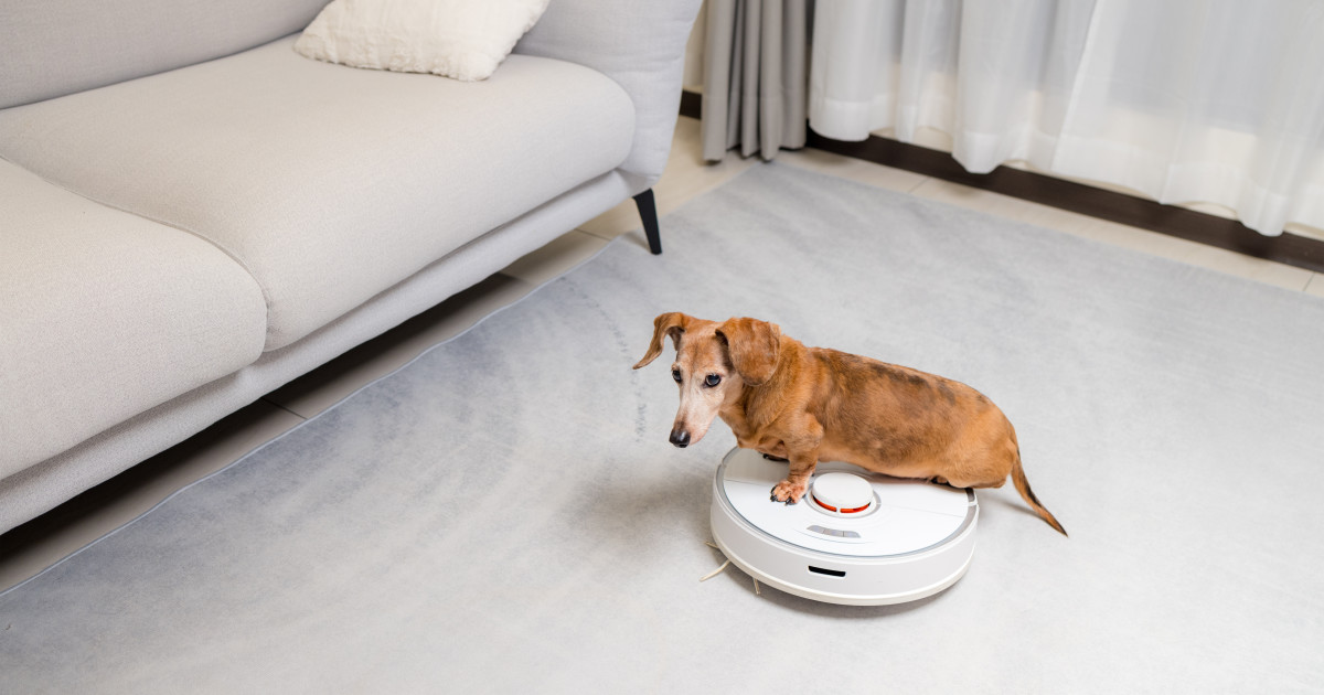 This ‘Unbothered King’ Dachshund Is Not Scared of the Vacuum - PetHelpful