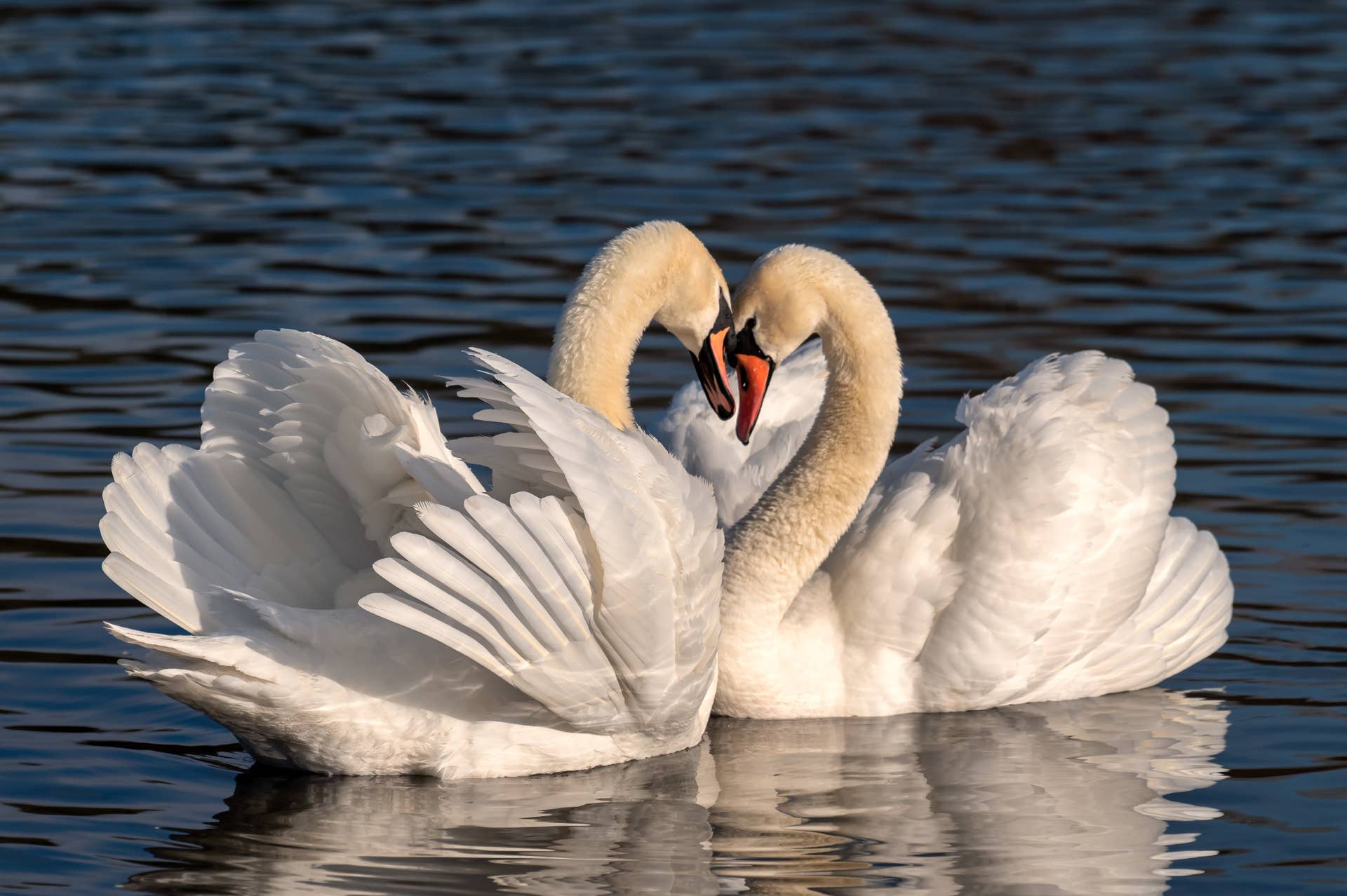 Swan Mates Reuniting After Two Weeks Apart Is So Beautiful - PetHelpful