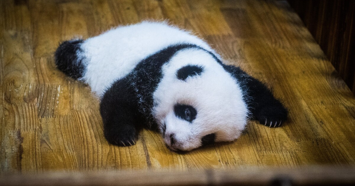 Panda ‘Shuttle Service’ in Hong Kong Is Total Cuteness Overload ...