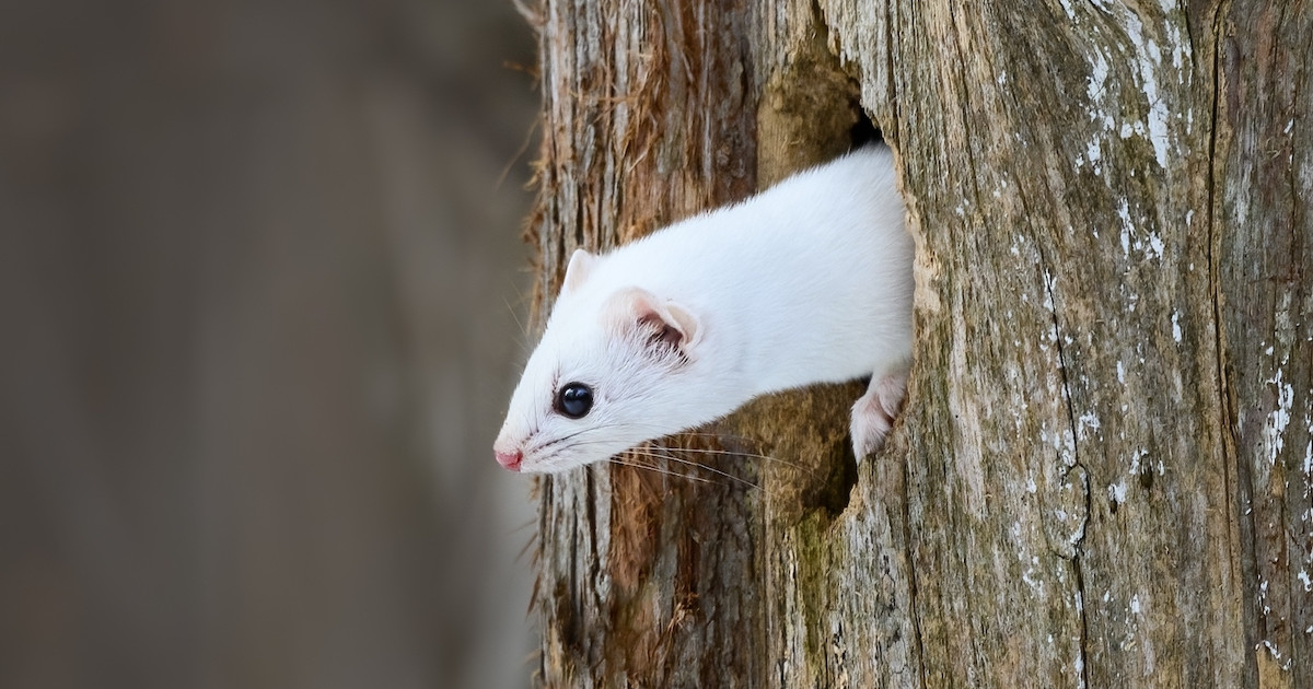 Colorado Woman's Surprise Encounter With Tiny Rare Animal Couldn't Be ...