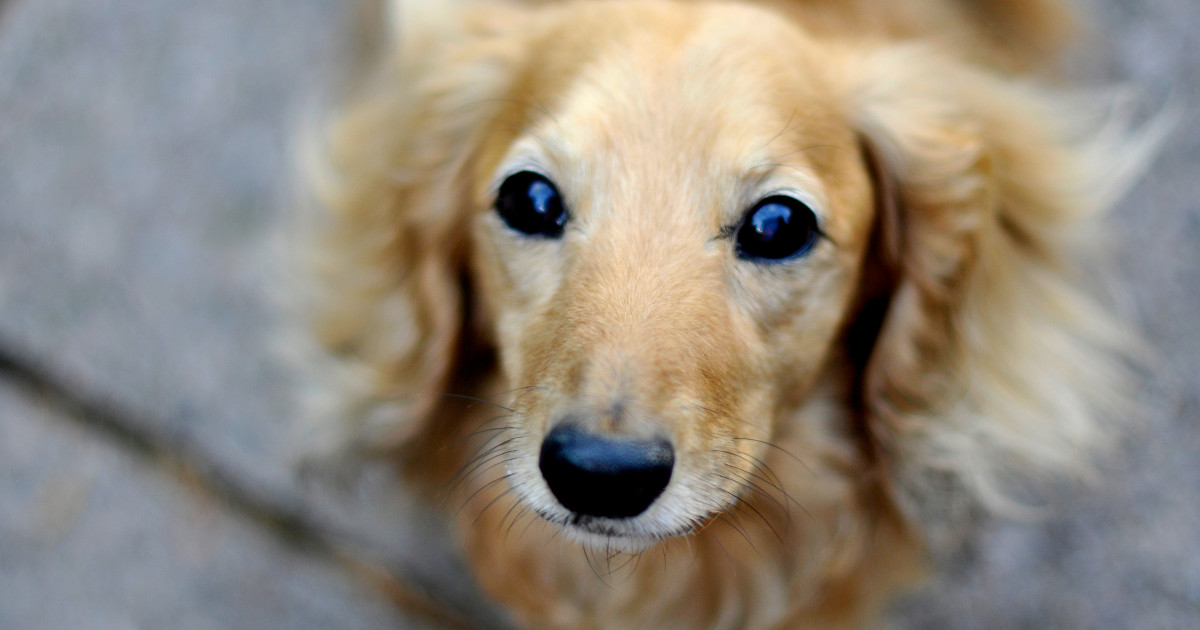 Golden Retriever Teaches Mini Dachshund Sibling to Howl in Cute Clip ...
