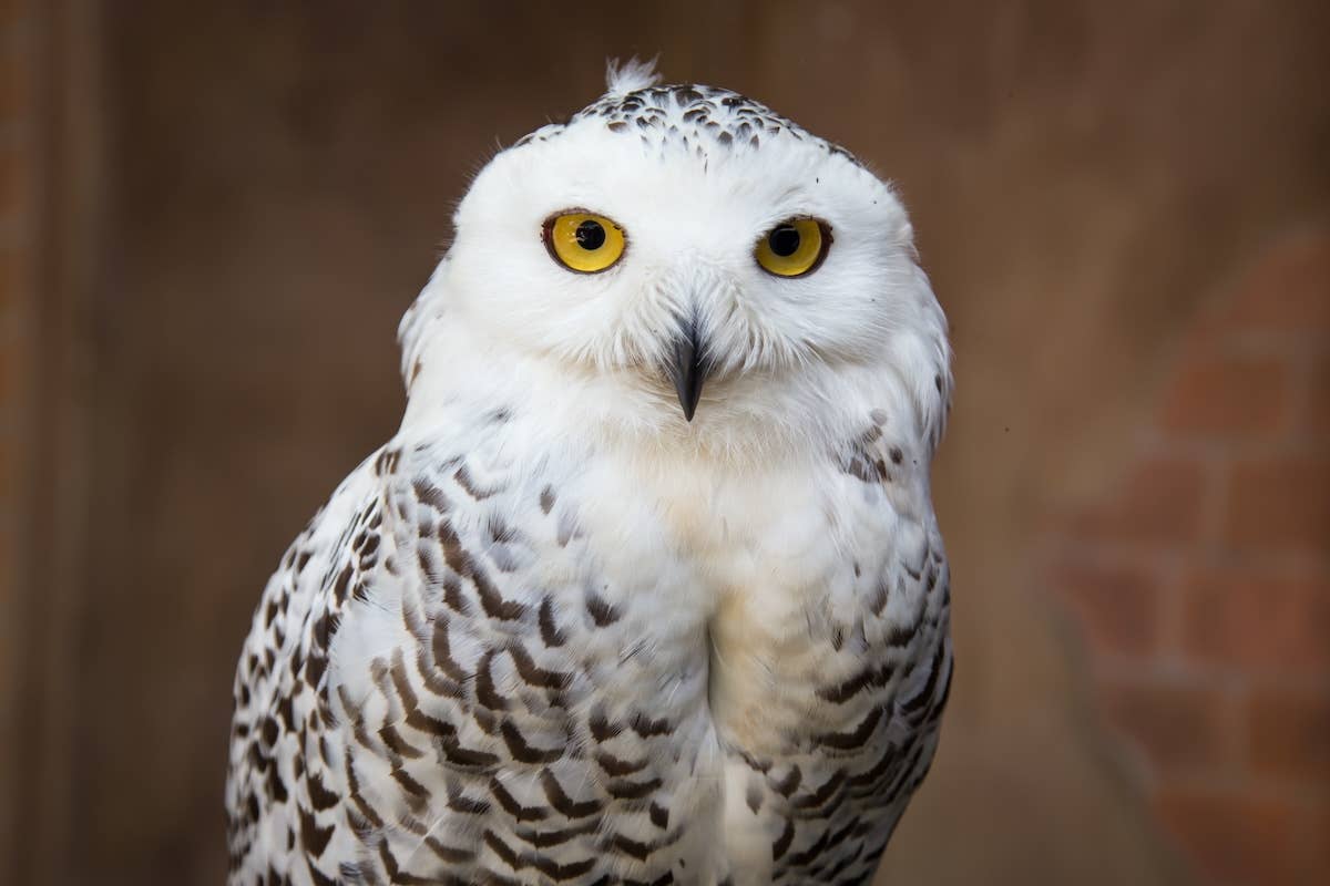 Fluffy Snowy Owl at Oregon Zoo Legit Looks Like They're Wearing 'Boots ...